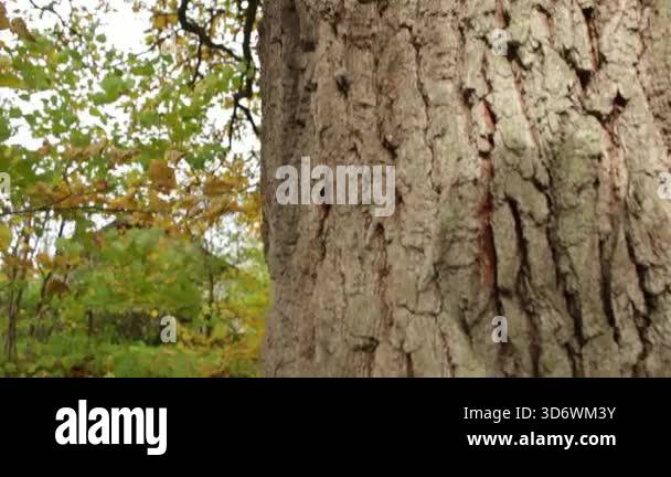 Grand oak tree with a thick, powerful trunk surrounded by golden-yellow ...