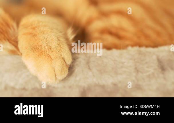Close-up of a sleeping cat paw Stock Video Footage - Alamy