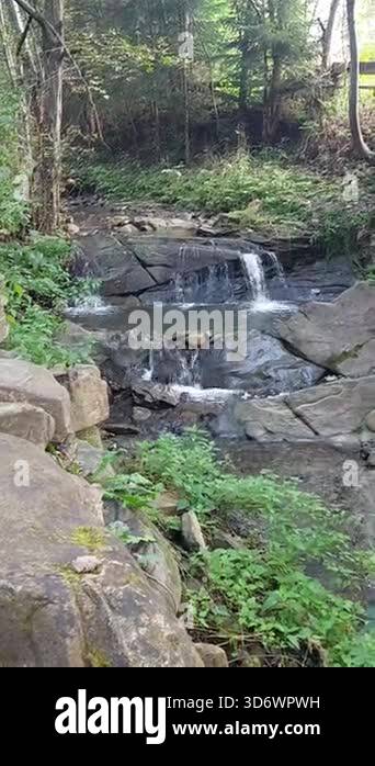 A fast-flowing river. Landscape of forests and rivers. View of the ...