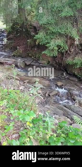 A fast-flowing river. Landscape of forests and rivers. View of the ...