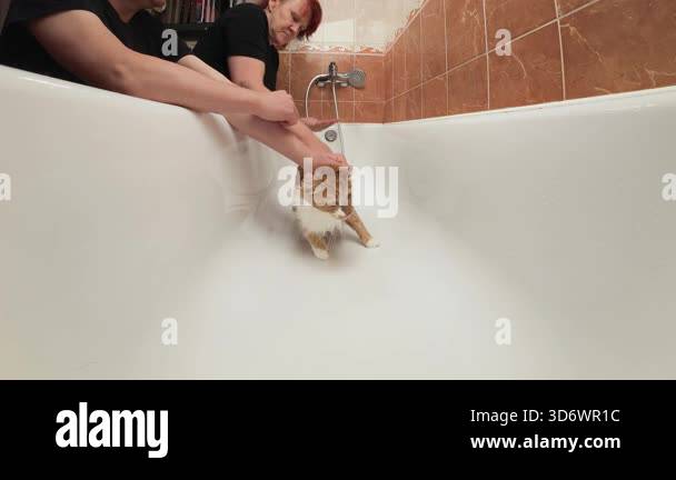 Owners washing a ginger cat with shampoo in a home bathtub, pet ...