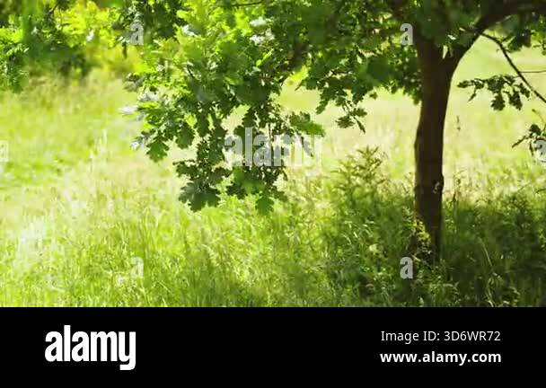 A beautiful oak tree provides shade on a sunny day. Tall grass sways ...