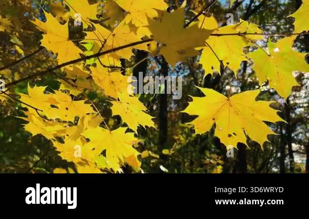 Bright yellow maple leaves sway in the gentle breeze on a branch in the ...