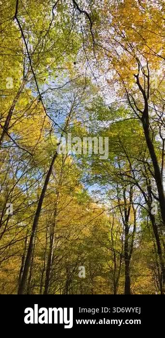 Trees in full growth Stock Videos & Footage - HD and 4K Video Clips - Alamy