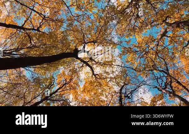 Tall, spreading maple trees with yellow leaves are filming from a low ...