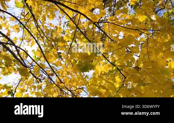 Bright yellow maple leaves flutter on their branches in the gusts of ...