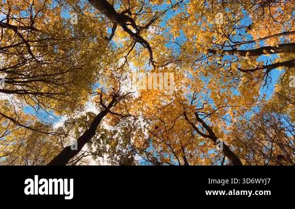 Tall, spreading maple trees with yellow leaves are filming from a low ...