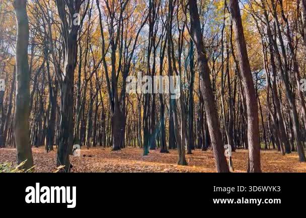 In an autumn deciduous forest with tall, slender trees, leaves slowly ...