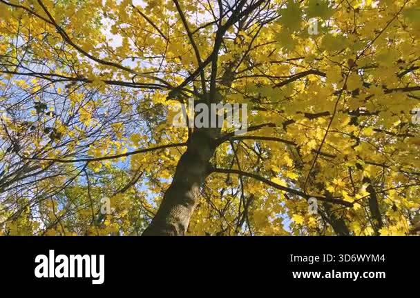 Bright yellow maple leaves flutter on their branches in the gusts of ...