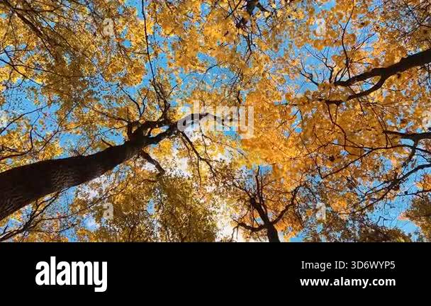 Tall, spreading maple trees with yellow leaves are filming from a low ...