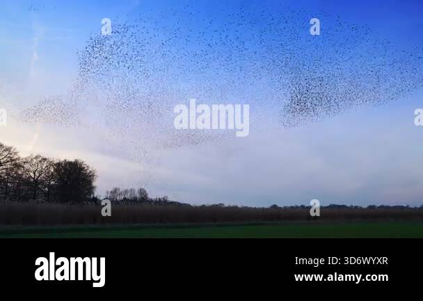 Starling murmuration when thousands of birds engage in synchronized ...