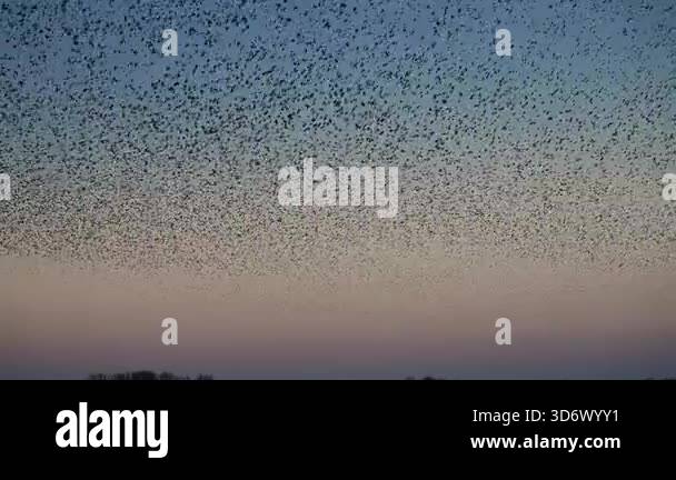 Starling murmuration when thousands of birds engage in synchronized ...