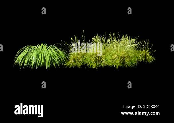 Swaying Grass Animation on Black Background Stock Video Footage - Alamy