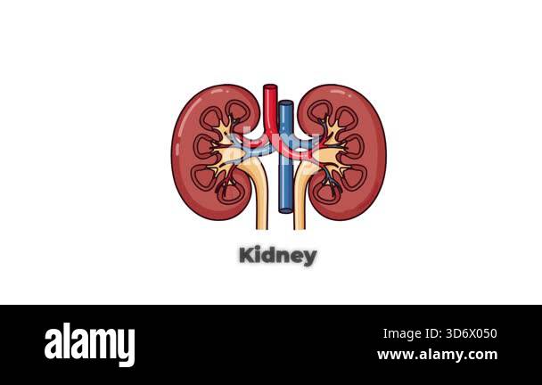 Kidney Animation Illustration Human Organ Graphic Stock Video Footage ...