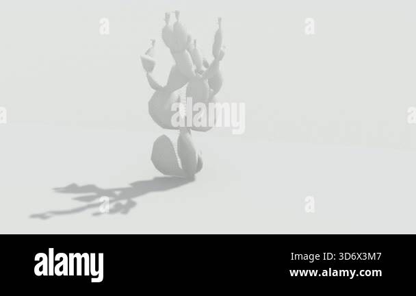 White Screen Animation of Cactus Plant Stock Video Footage - Alamy