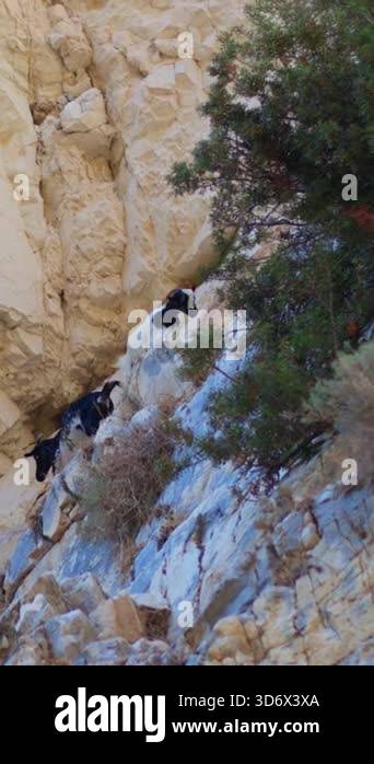 Two goats navigate a steep, rocky cliff face, showcasing their agility ...
