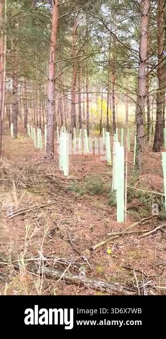 Reforestation tree seedlings plastic tubes Stock Videos & Footage - HD ...
