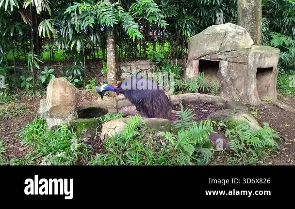 A striking cassowary stands in a naturalistic zoo enclosure surrounded ...