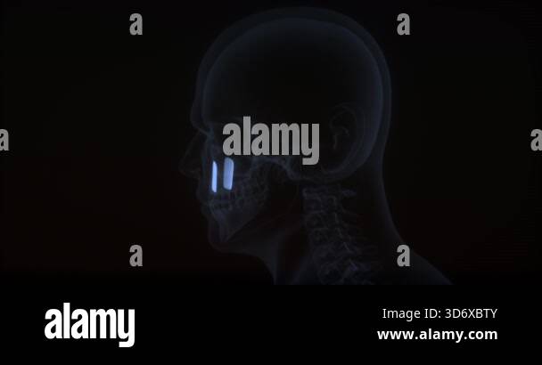 Levator anguli oris or caninus muscle in human body. X Ray. Loop Stock ...