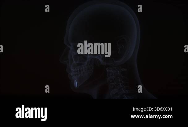Mentalis muscle in human body. X Ray. Loop Stock Video Footage - Alamy