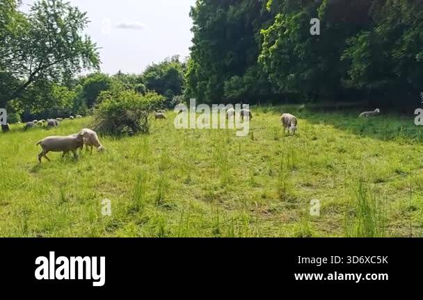 Sheared sheep in paddock.Animal husbandry and agriculture concept ...