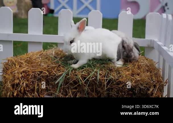 Three adorable rabbits sit on a hay bale inside a small petting zoo ...