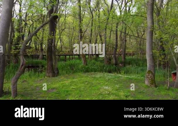 Couple Walking on Wooden Path Among Trees in Forest Stock Video Footage ...
