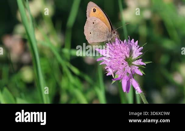 Male gatekeeper butterfly Stock Videos & Footage - HD and 4K Video ...