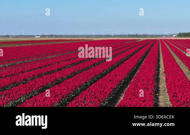 Famouse red tulip field with rows in sunny day with blue sky Stock ...