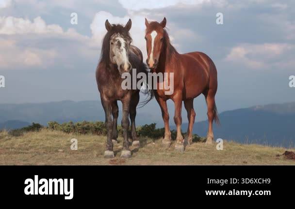Two horses stand side by side on a hilltop facing the camera with a ...