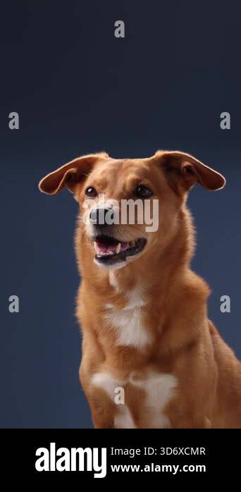 A vertical video frame shows a brown dog turning its head. The dog ...