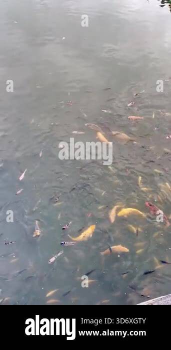 Crowded Pond Full of Colorful Koi and Ornamental Fish Swimming in Murky ...