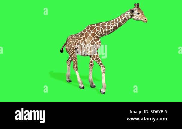 Animated giraffe walking gracefully on a chroma key green screen for ...
