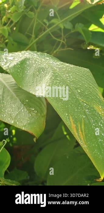 Vertical video. Bright Sun Rays on Tropical Leaves Swaying with ...