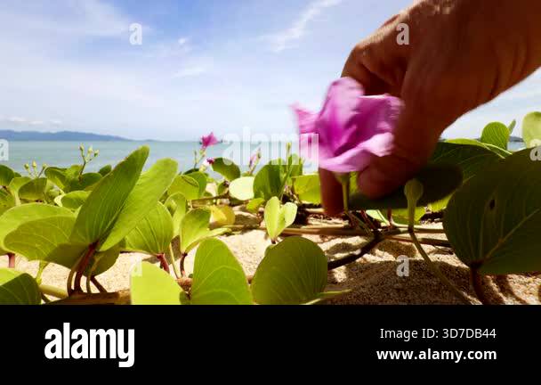 Hand Touching Pink Flower Growing on Sandy Beach with Sea and Mountains ...
