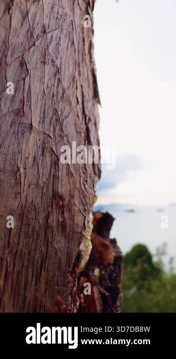 Vertical video. Close-Up of Tree Bark with Ants Climbing and Ocean View ...