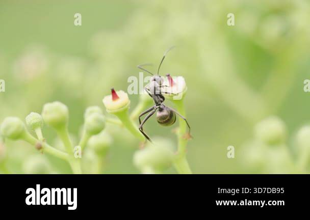 Macro View of Ant on Green Bud Near Fly with Red Eyes in Soft Daylight ...