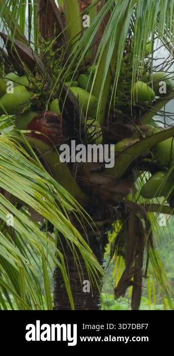 Vertical video. Close View of Coconut Palm Tree Showing Cluster of ...