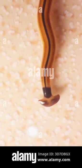 Vertical video. Overhead Macro View of Hammerhead Flatworm with Brown ...