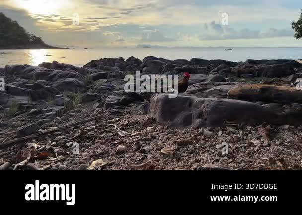Roosters Standing on Rocky Shore with Sea and Sunlight in Background ...