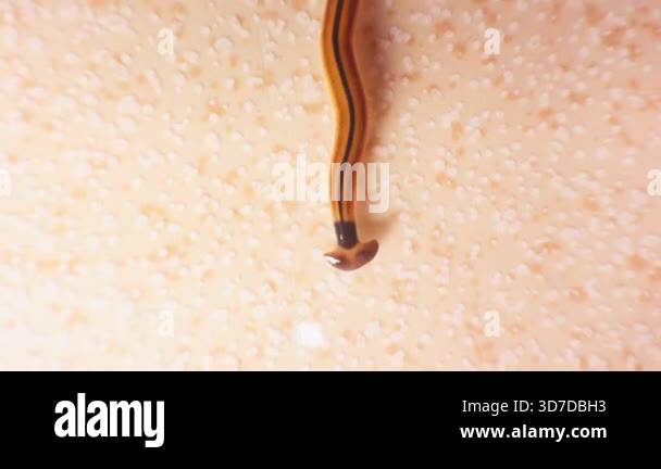 Overhead Macro View of Hammerhead Flatworm with Brown and Black Stripes ...