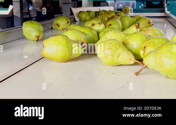 Green Pears Moving Along a Conveyor Belt in a Food Processing Plant ...