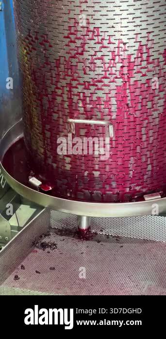 Rich red Barbera grape juice flows from a wine press into a collection ...