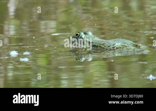 A frog in its natural environment croaking in a pond where the croaking ...