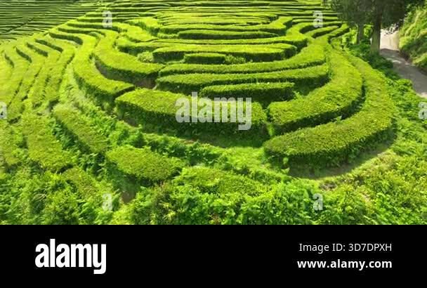 Aerial View of a Lush Green Circular Hedge Maze Garden Stock Video ...