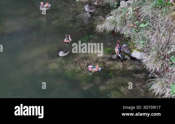 Overhead view of wild ducks swimming together in river Stock Video ...