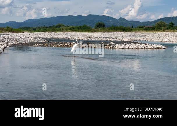 White storks standing in shallow water near mountains Stock Video ...