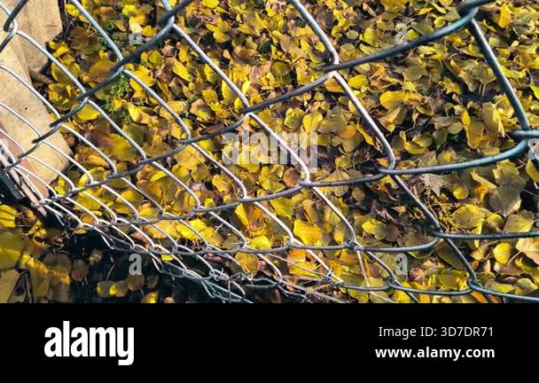 Close-up of a metal chain-link fence with vibrant autumn leaves in the ...