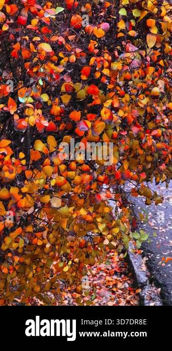 Bright autumn bush. The last leaves on the autumn bush. Close up of ...