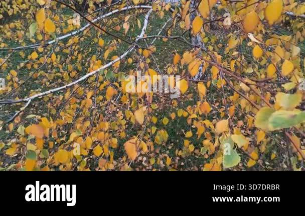 Beautiful autumn leaves on a birch tree. A beautiful autumn forest ...